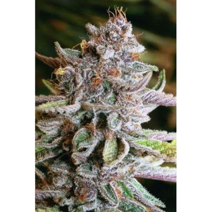 Blueberry Autoflower Seeds - Cannabis Cornerstone